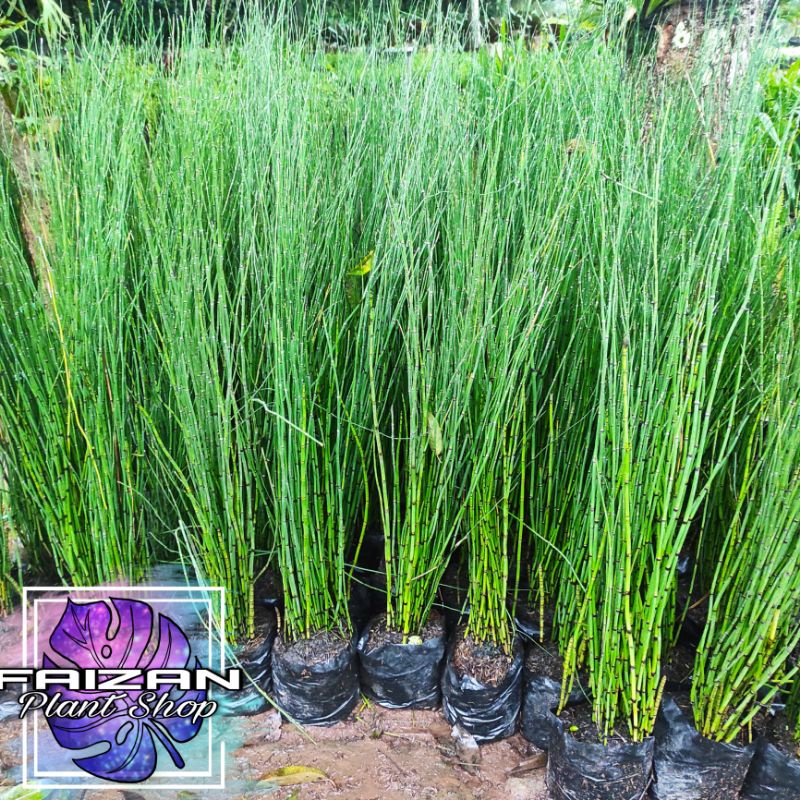 Jual tanaman hias bambu air,pohon bambu air hias | Shopee Indonesia