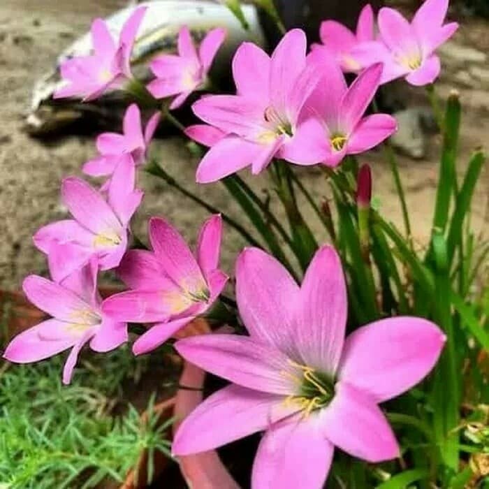 Jual Tanaman Hias kucai bunga - bunga tulip - pohon tulip . | Shopee ...