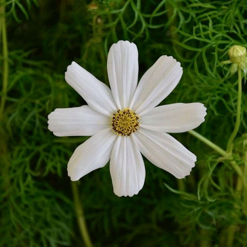 Jual bunga cosmos bipinnatus putih murah | Shopee Indonesia