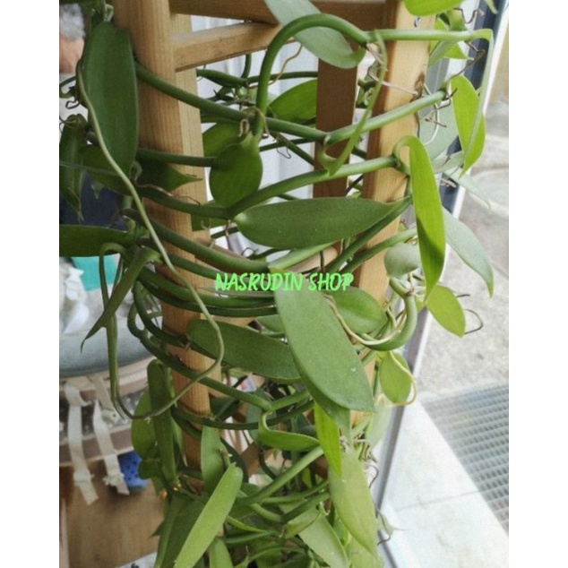 Jual BIBIT VANILI 100 CM | BIBIT STEK PANILI PLANIFOLIA SIAP TANAM ...