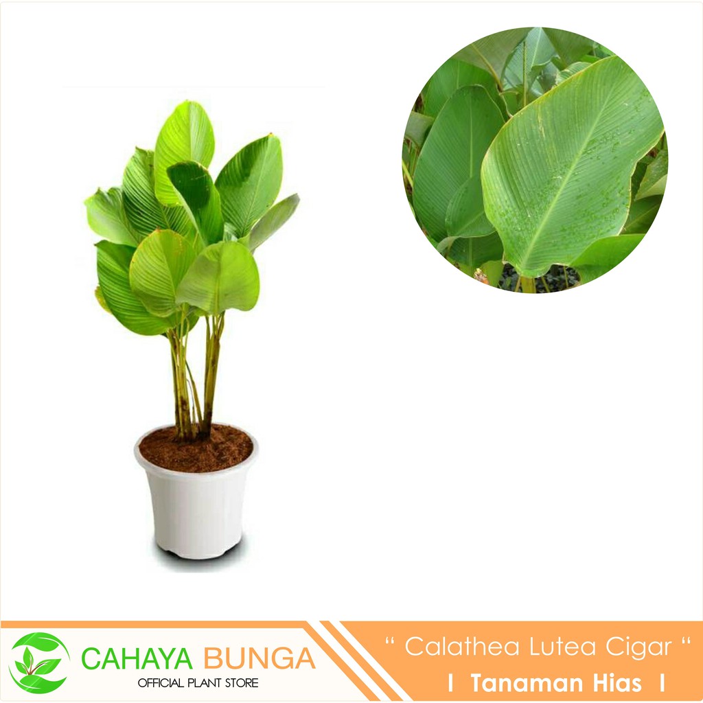 Jual Tanaman Hias Calathea Lutea I Pisang Calathea | Shopee Indonesia