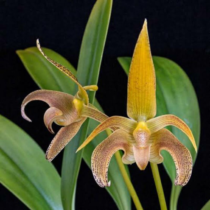 Jual Anggrek Bulbophyllum Lobii | Bulbo Lobi Dewasa Siap Bunga | Shopee ...