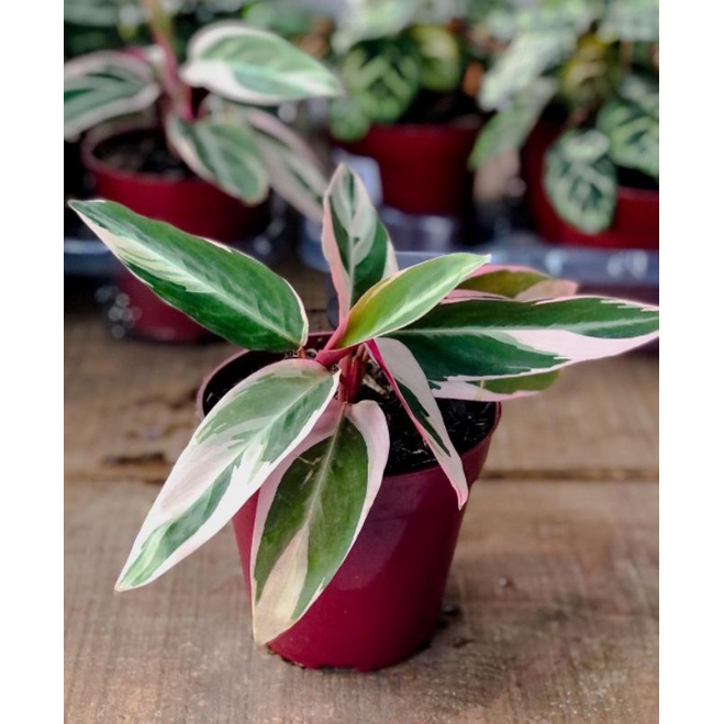 Jual Tanaman bunga calathea triostar / Meranti bali | Shopee Indonesia