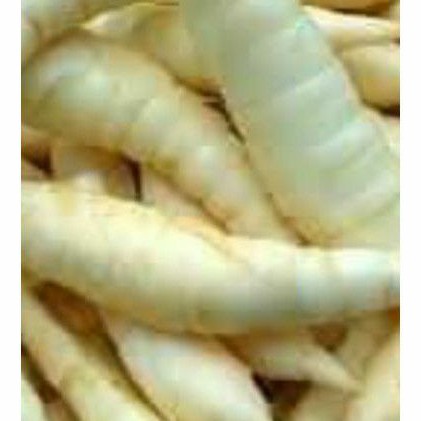 Jual Umbi garut 1kg irut segar / umbi garut segar umbi terigu obat asam lambung MURAH | Shopee ...