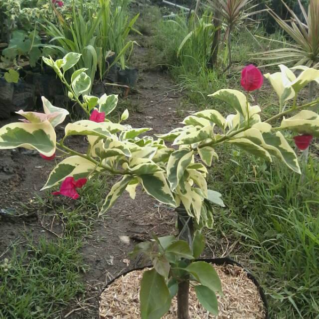 Jual Tanaman Bougenville Variegata Merah 400g | Shopee Indonesia