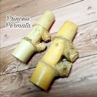 Jual Bambu Pethuk Terlengkap & Harga Terbaru Agustus 2024 | Shopee ...