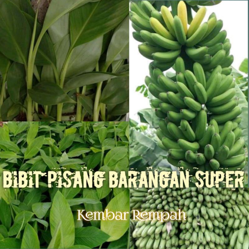 Jual Bibit pisang barangan super | Shopee Indonesia