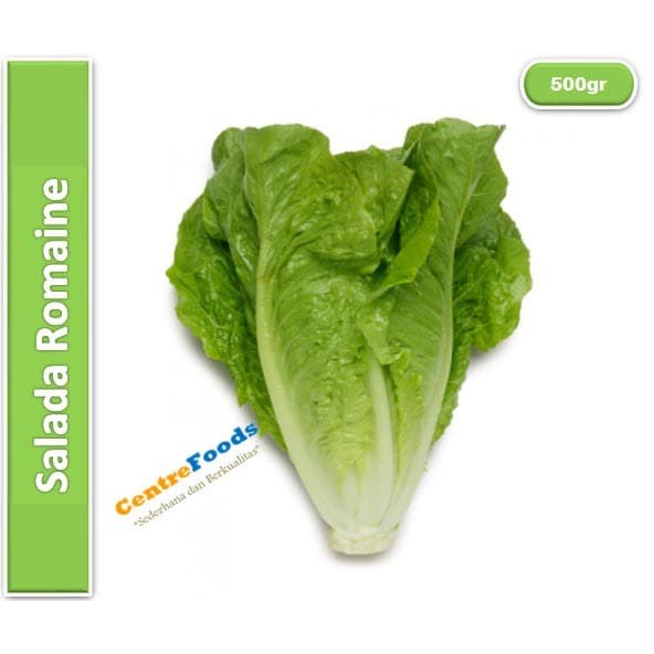 Jual Salada Romen - Selada Romaine Lettuce Fresh | 500gr [ Harga Per 0,5 kg ] | Shopee Indonesia
