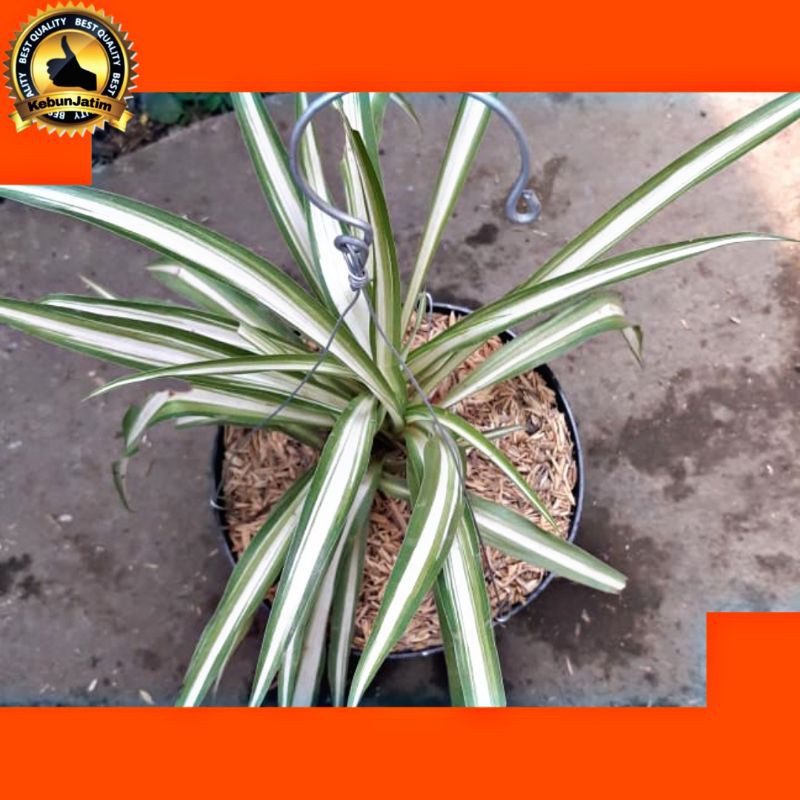 Jual Tanaman spider plant | Shopee Indonesia