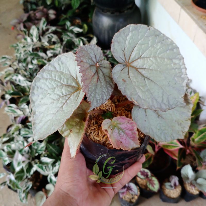 Jual Begonia - Begonia Rex Silver Limbo - Daun Begonia Silver Limbo ...