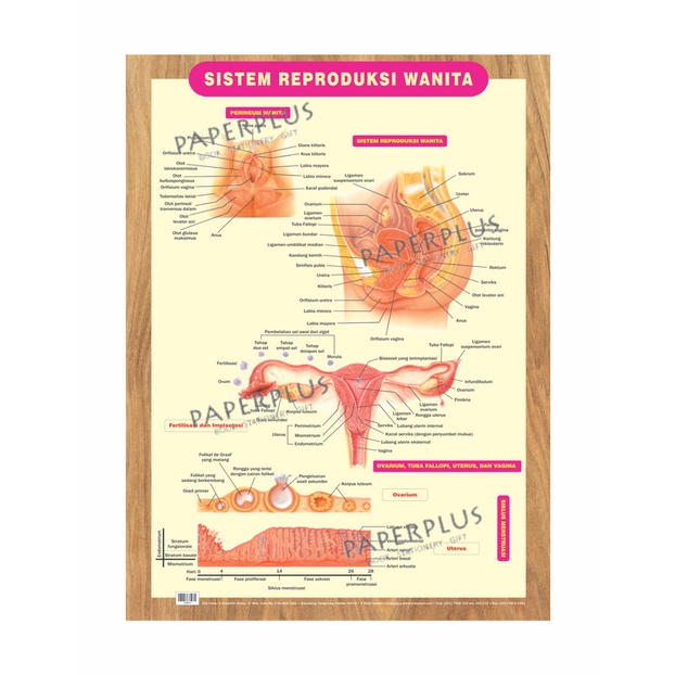 Jual Poster Kedokteran / Kesehatan / Reproduksi Wanita | Shopee Indonesia