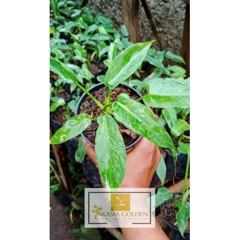 Jual Tanaman Hias Philo dragon (varigata,bereca golden) | Shopee Indonesia