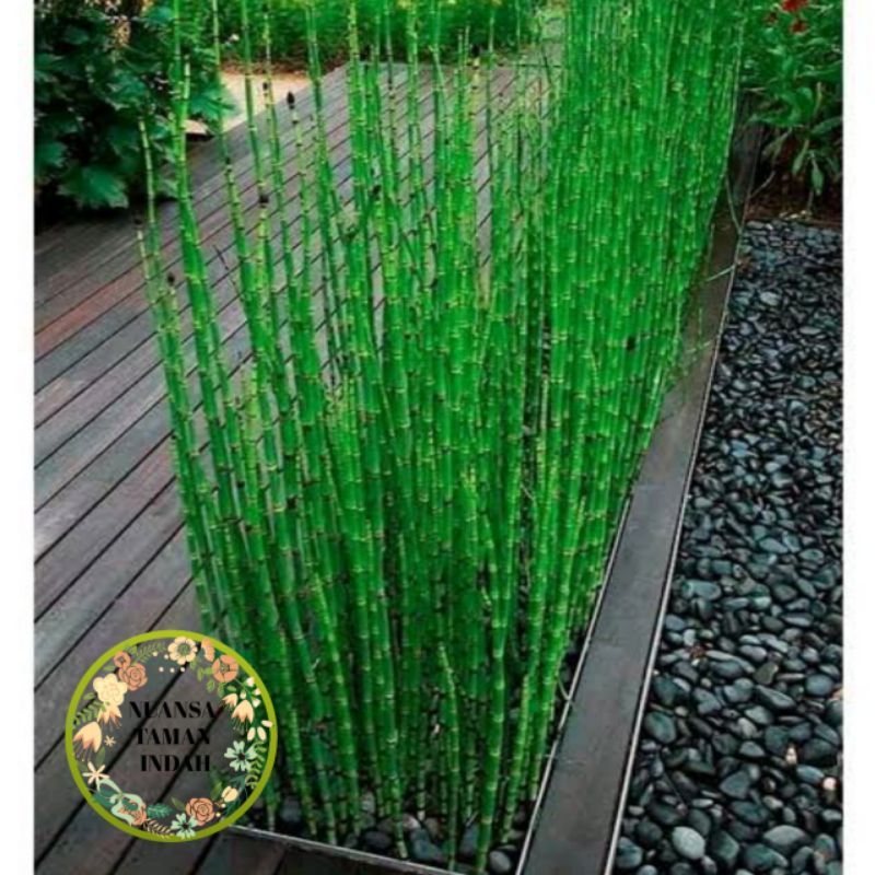 Jual bambu air Tanaman bambu Rimbun 20-30btg Tanaman bambu air | Shopee ...