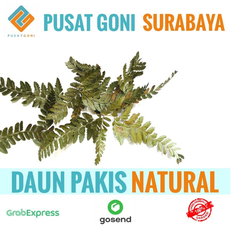 Jual Daun Pakis Kering Natural - Dried Flower Hiasan Seserahan - Bahan ...