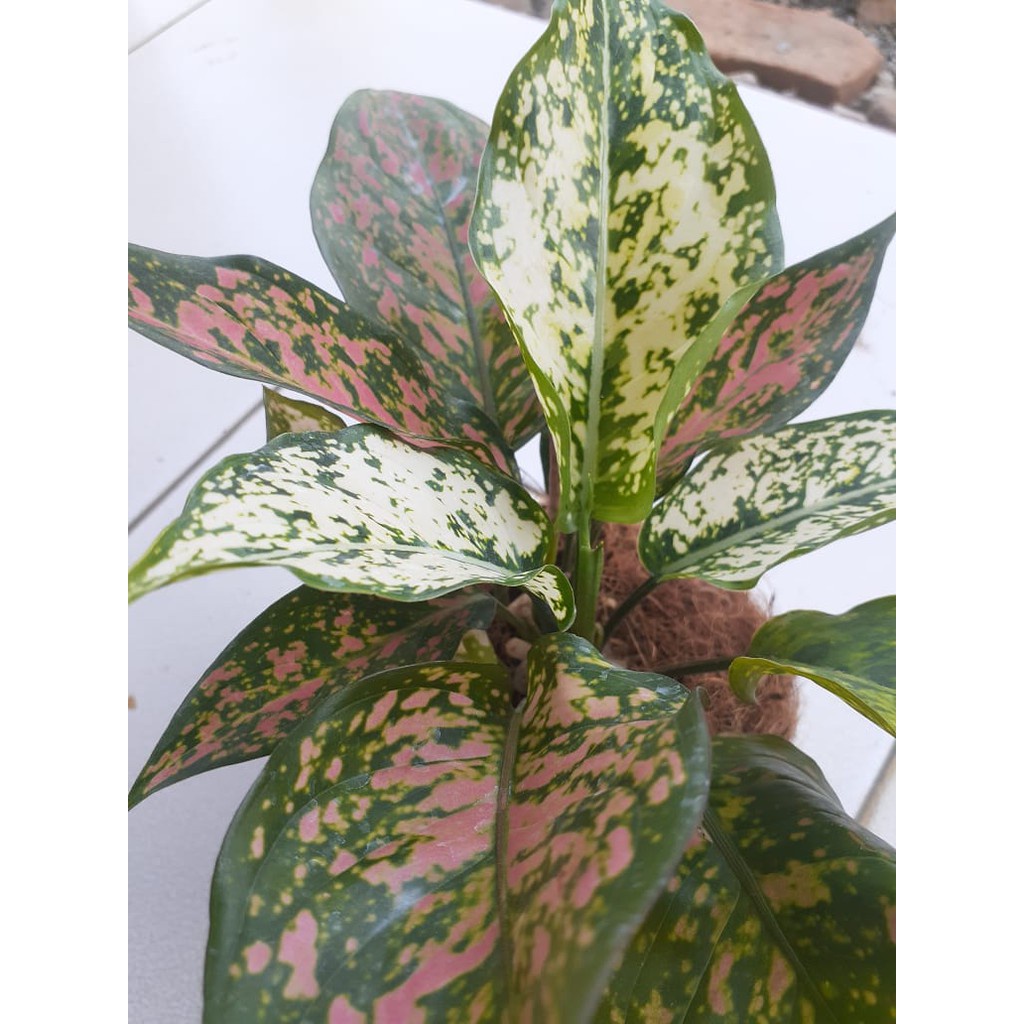Jual groovy aglonema | caladium | monstera | Shopee Indonesia