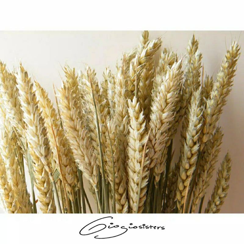 Jual 10 tangkai Gandum Kering | Tanaman Kering Hias | Hiasan Rumah ...