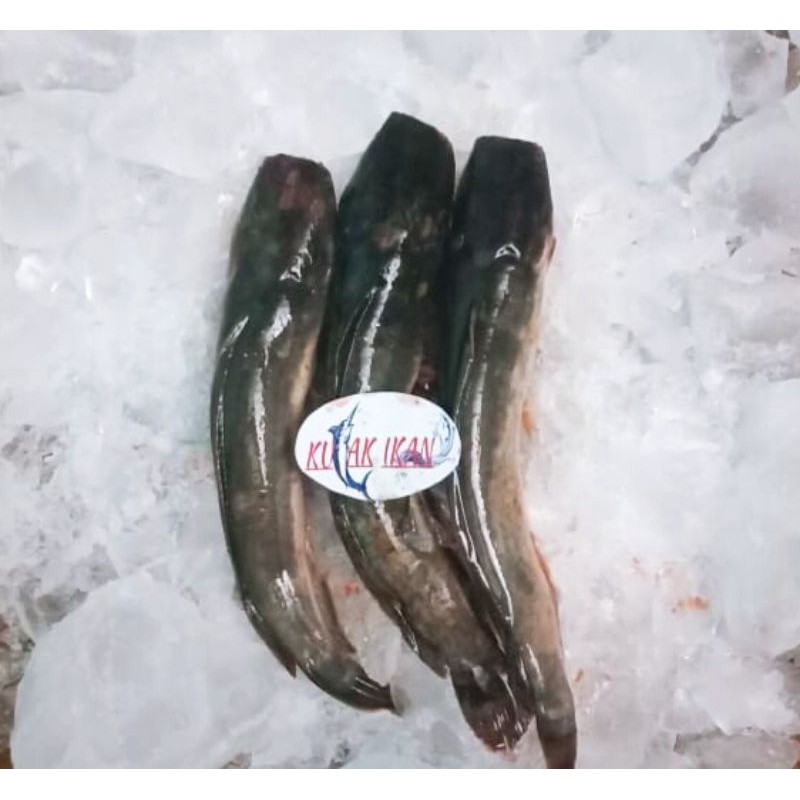 Jual IKAN LELE SEGAR - 500 gram | Shopee Indonesia