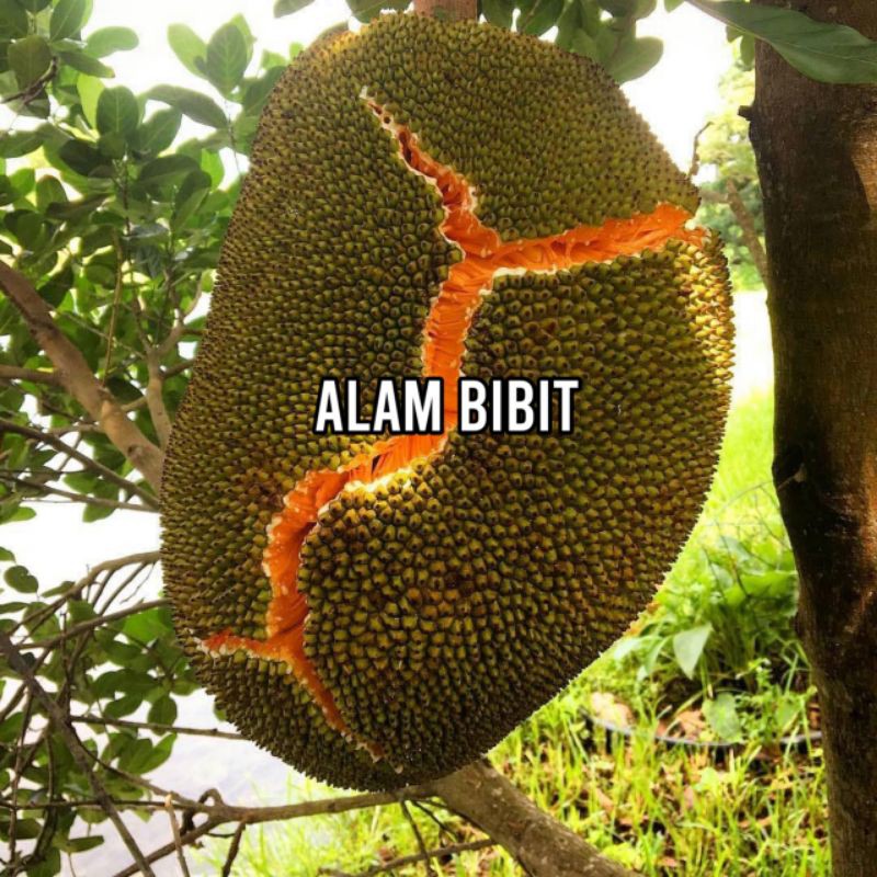 Jual BIBIT NANGKA MERAH OKULASI CEPAT BERBUAH (COCOK DI TANAM POT ...
