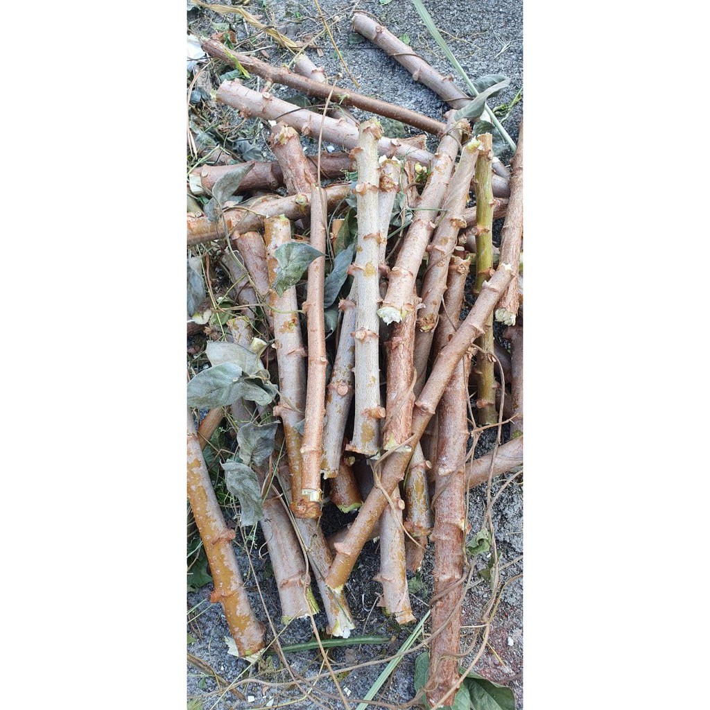 Jual Bibit stek ketela pohon / Ubi kayu / batang pohon singkong pohung ...