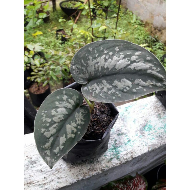 Jual SIRIH GADING SILVER SCINDAPSUS SILVERS | Shopee Indonesia