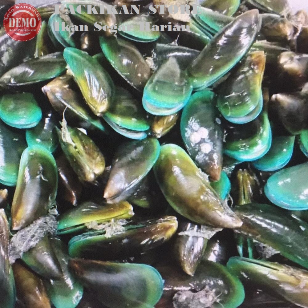 Jual Kerang Hijau Kerang Ijo Segar Fresh Bergaransi /Pack | Shopee ...