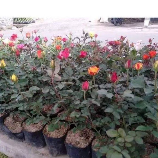 Jual Tanaman Hias Bunga Mawar/Bibit pohon bunga mawar/Bunga Mawar ...