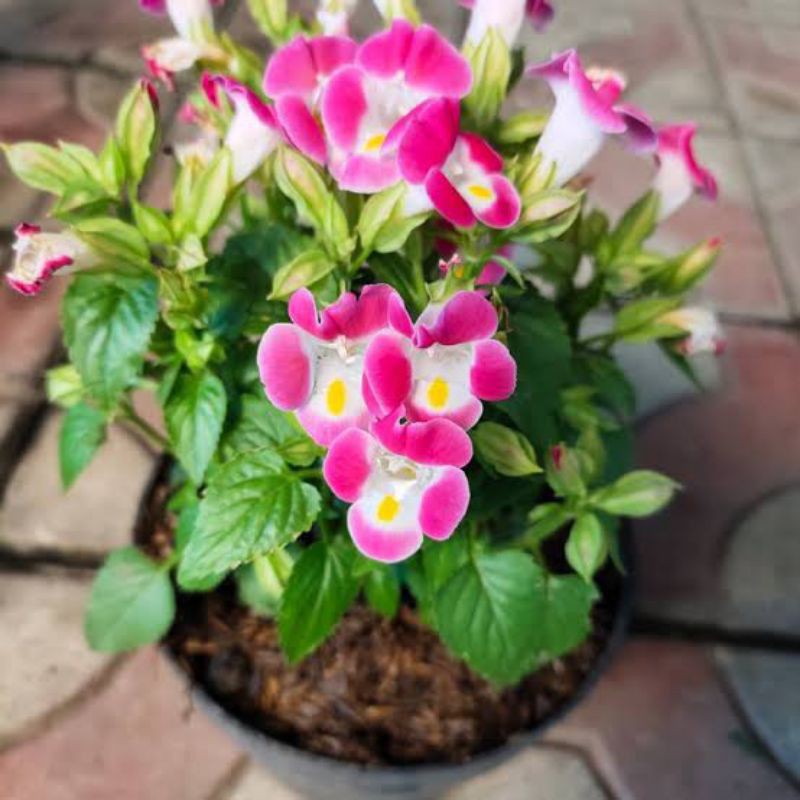 Jual Tanaman Hias Bunga Mata Kucing | Shopee Indonesia