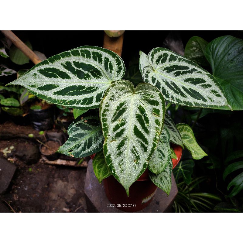 Jual Anthurium Silver tiger (Rare plant) | Shopee Indonesia
