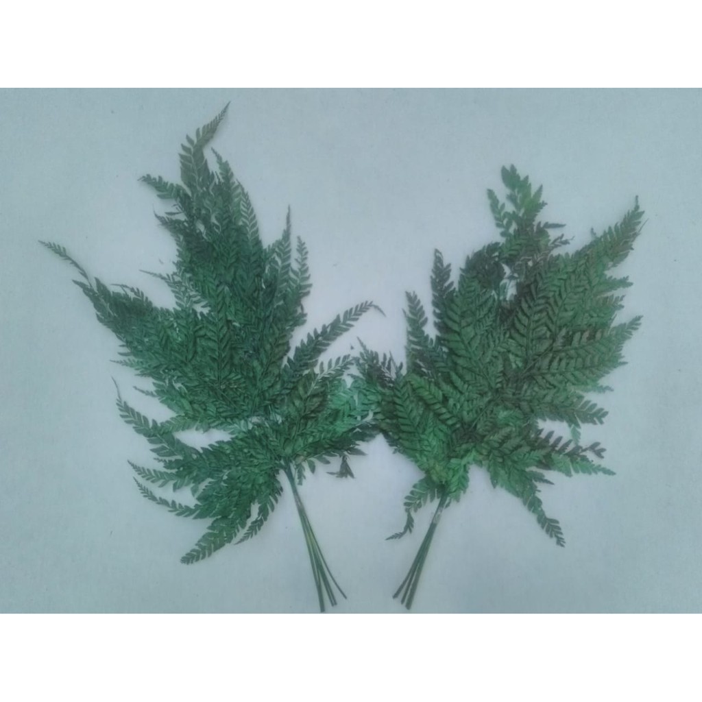 Jual DAUN PAKIS KERING SATU IKAT ISI 5-7 TANGKAI. | Shopee Indonesia