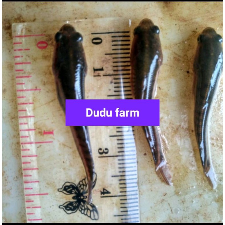 Jual bibit ikan gabus 3/4( 1 paket isi 150 ekor ) | Shopee Indonesia