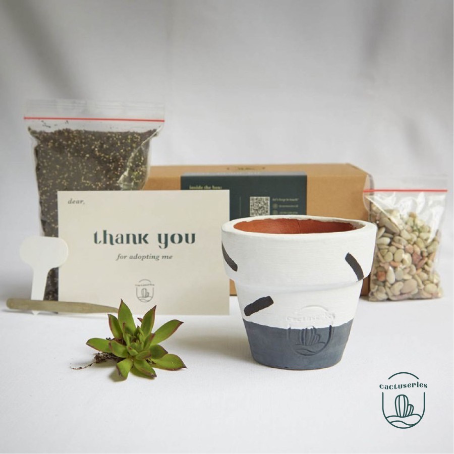 Jual Cactus & Succulent Self-plant Kit A (Reguler Pot) | Shopee Indonesia