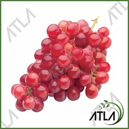 Jual Benih Tanaman Buah Anggur Merah Biji Bibit Red Grape Seed Refill ...