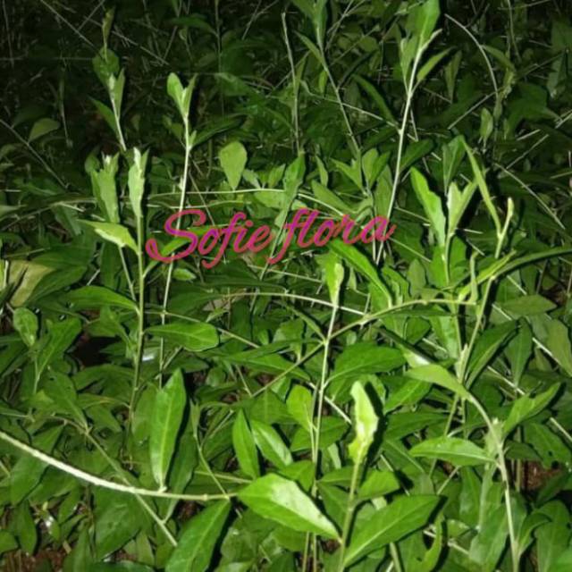 Jual Tanaman lee kwan yew/tanaman likwanyu/li kwan yu | Shopee Indonesia