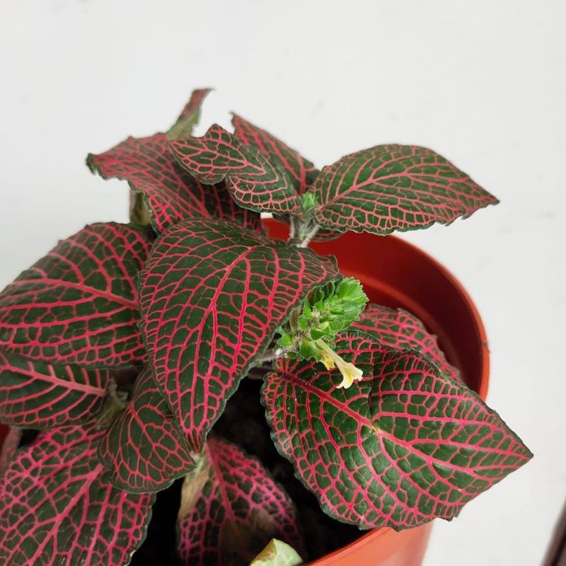 Jual Tanaman hias fitonia merah | Shopee Indonesia
