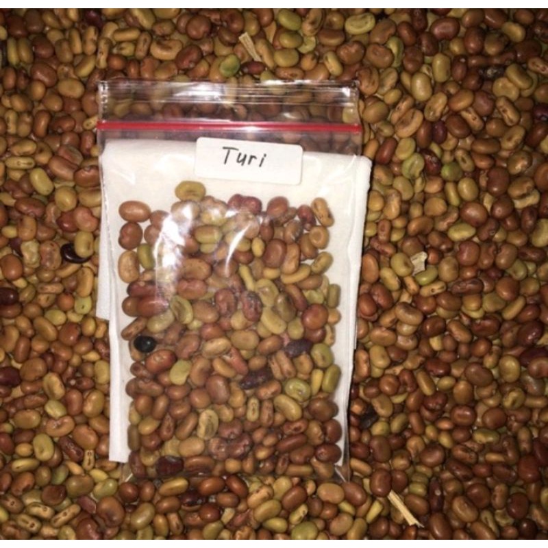 Jual Biji Turi 100 butir murah fresh | Shopee Indonesia
