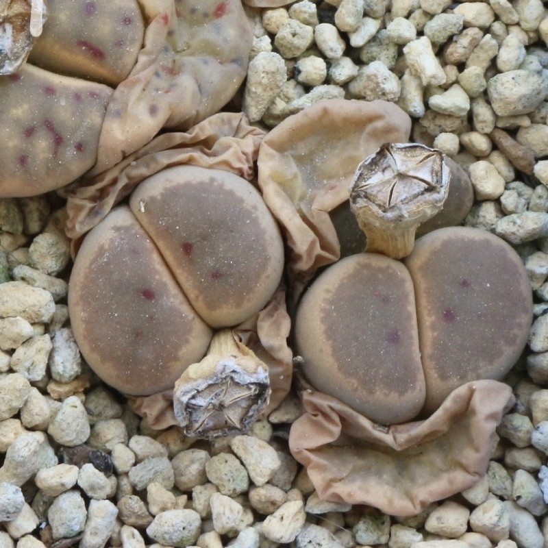 Jual Lithops Dinteri C206 seeds (imported) | Shopee Indonesia