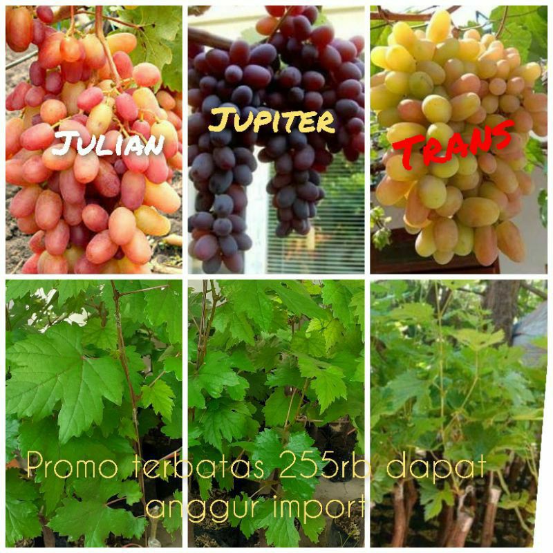 Jual Paket Anggur Import 3 Bibit (Jupiter, Trans, Julian) | Shopee ...