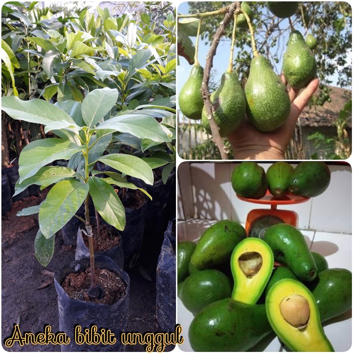 Jual Bibit Buah Alpukat Mentega Super Cepat Berbuah - Bibit Buah ...