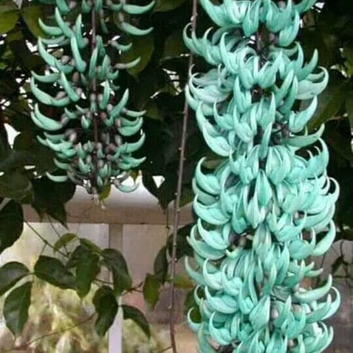 Jual Tanaman Rambat Irian Flame Atau Irian Of Flame Biru | Shopee Indonesia