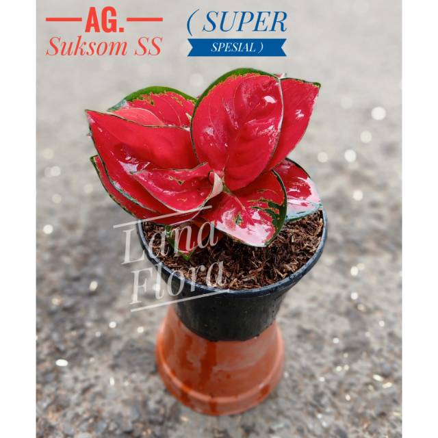 Jual Suksom Super Spesial "LIMITED EDITION" ( Tanaman Hias Aglaonema ...