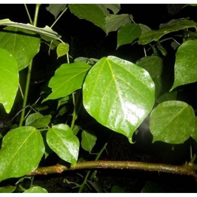 Jual Paket 500 gram Daun Dadap Serep Segar dan Fresh Murah | Shopee ...