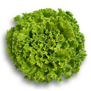 Jual 100 Pil - Jonction RZ - Benih Lettuce/Selada Batavia (Rijk Zwaan ...