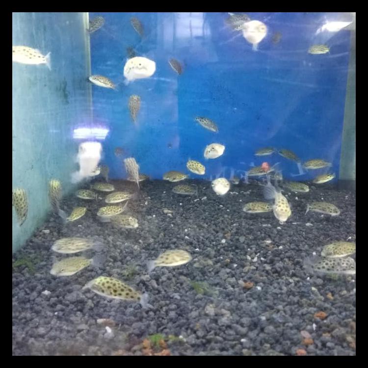 Jual PRODUK BAIK PUFFER FISH / IKAN BUNTAL AIR TAWAR BIG SALE | Shopee ...