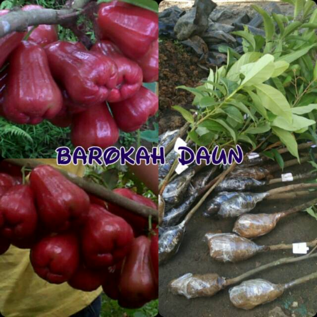 Jual Bibit jambu air super renyah dan manis (citra merah) | Shopee ...