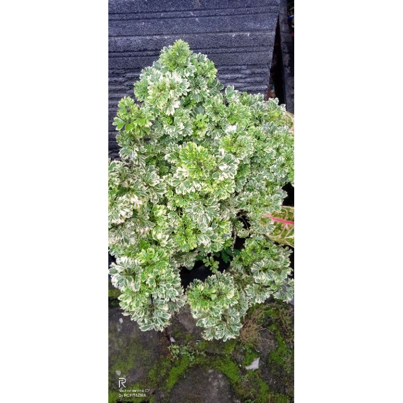 Jual bunga andong laut | Shopee Indonesia