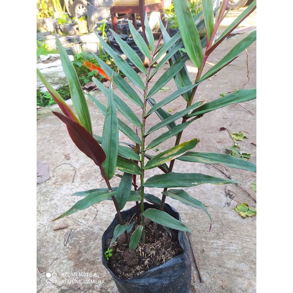 Jual bibit jahe hitam/wulung asli (original) | Shopee Indonesia