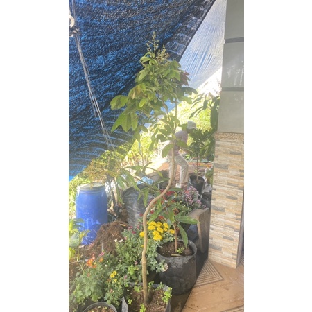 Jual Tanaman Kelengkeng Matalada Berbunga Rimbun Tinggi 2 meter ...