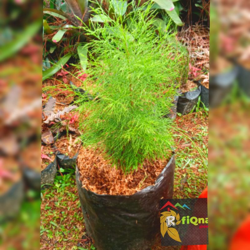 Jual tanaman hias CEMARA BALON/pohon cemara/tanakan indor/tanaman ...