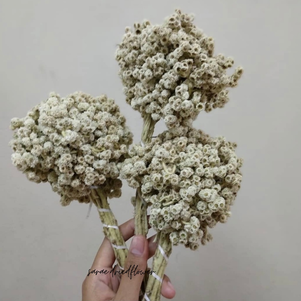 Jual bunga kering dried flower (bunga edel) | Shopee Indonesia