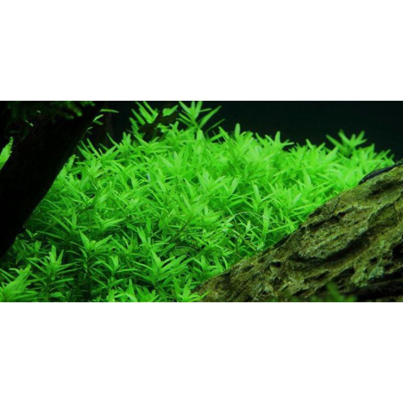 Jual Rotala Sp Green / Tanaman Aquascape Aquarium | Shopee Indonesia